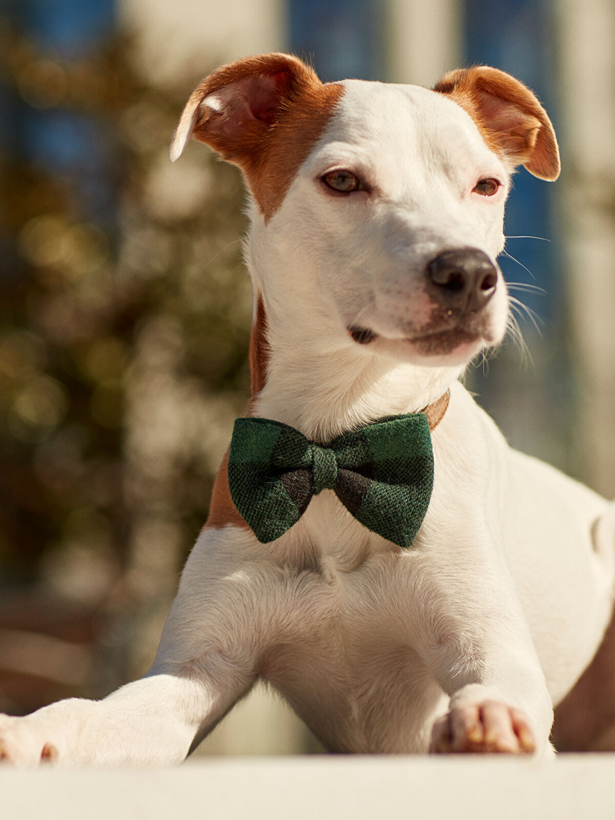 Köpek Papyon Tasma Köpek Papyon Tasma